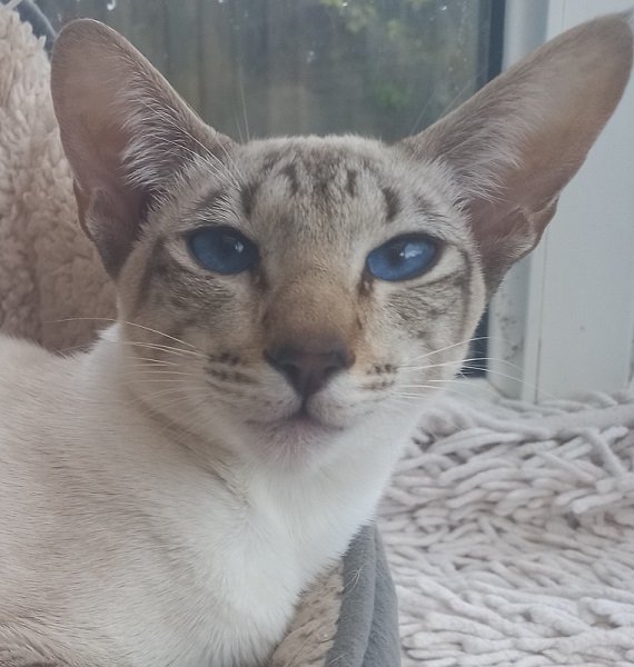 Chocolate Tabby Point Siamese